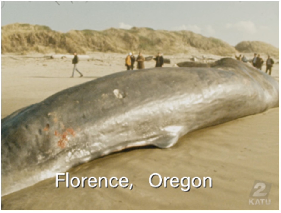 Exploding Whale – Pieces fall on spectators – Best funny jokes, Best ...